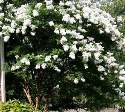 Natchez Crape Myrtle 🌱 Showy Snow-White Flowers and Cinnamon Red Bark| Southern Charm Crape ...