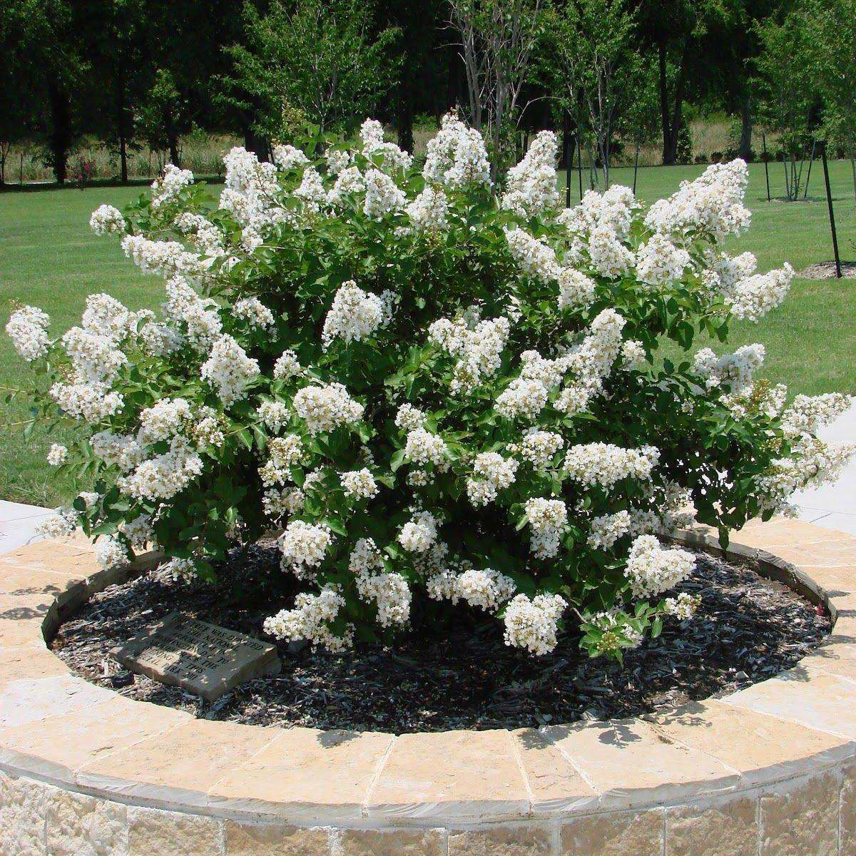 Pixie White Crape Myrtle: A Miniature Marvel, Crisp Snow-White Blooms!| Southern Charm Crape ...