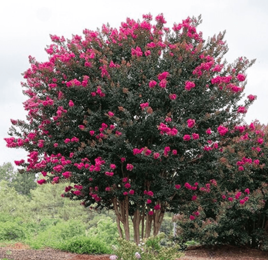 Persian Rose Passion™ Crape Myrtle-Deep Magenta Blooms, Glossy Foliage| Southern Charm Crape ...