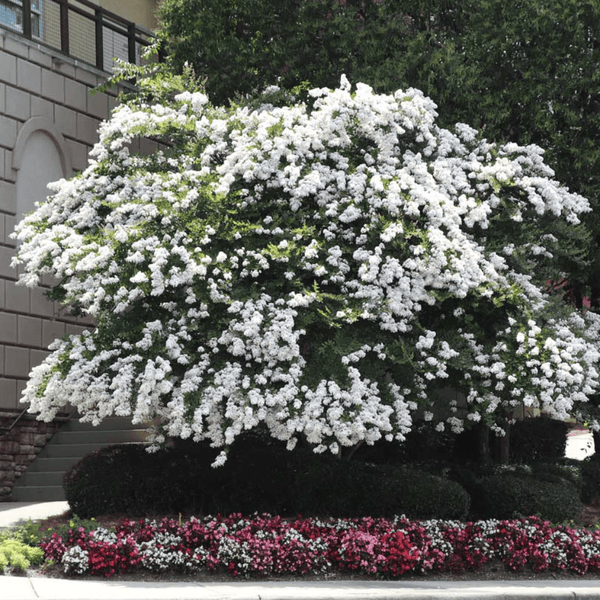 Acoma Crape Myrtle: Elegant Snow-White Mounding Beauty for Your Garden ...