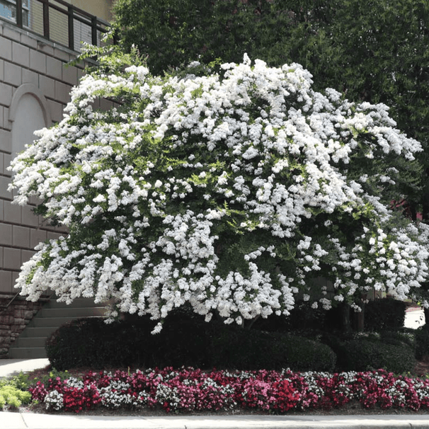 Dwarf Crape Myrtles, Maturing 6-10ft Tall - Perfect for Privacy Hedges ...