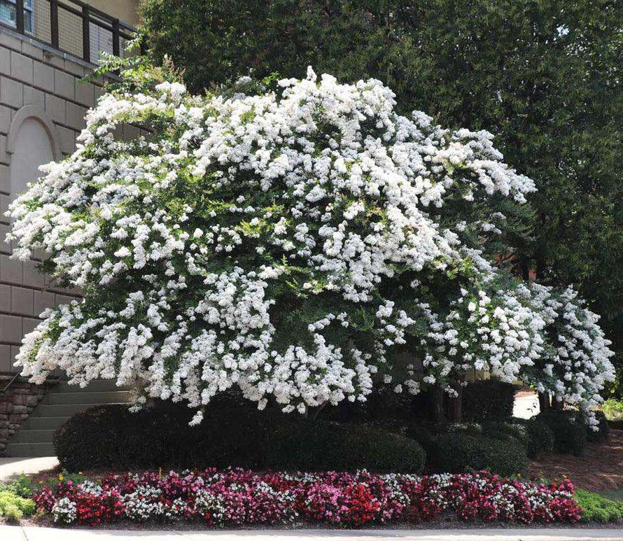 White Crape Myrtles-Crisp White Blooms on Fast-Growing Showy Plants ...