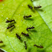 Crape Myrtle Pest and Disease Control Guide-Analysis, Tips & Solutions| Southern Charm Crape ...