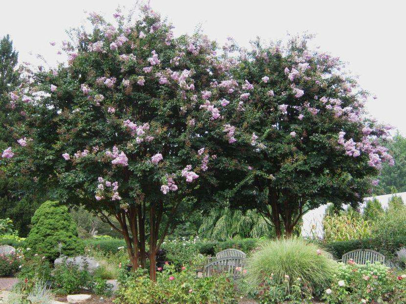 Apalachee Crape Myrtle: Stunning Shade Tree with Lavender-Blue Flowers ...
