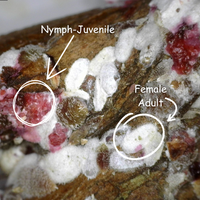 Crape Myrtle Pest and Disease Control Guide-Analysis, Tips & Solutions| Southern Charm Crape ...