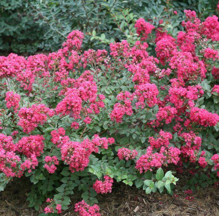 Baton Rouge Crape Myrtle: Miniature Marvel with Rich Red/Pink Blooms ...