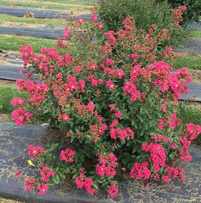 Baton Rouge Crape Myrtle: Miniature Marvel with Rich Red/Pink Blooms ...