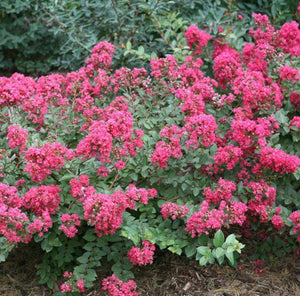 Red Crape Myrtles - All Shades, from Cherry Red to Blood Red Flowers ...