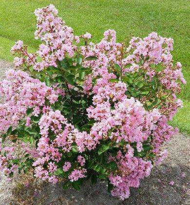 Bayou Marie Crape Myrtle: True Dwarf with Extra Large Baby Pink Blooms ...