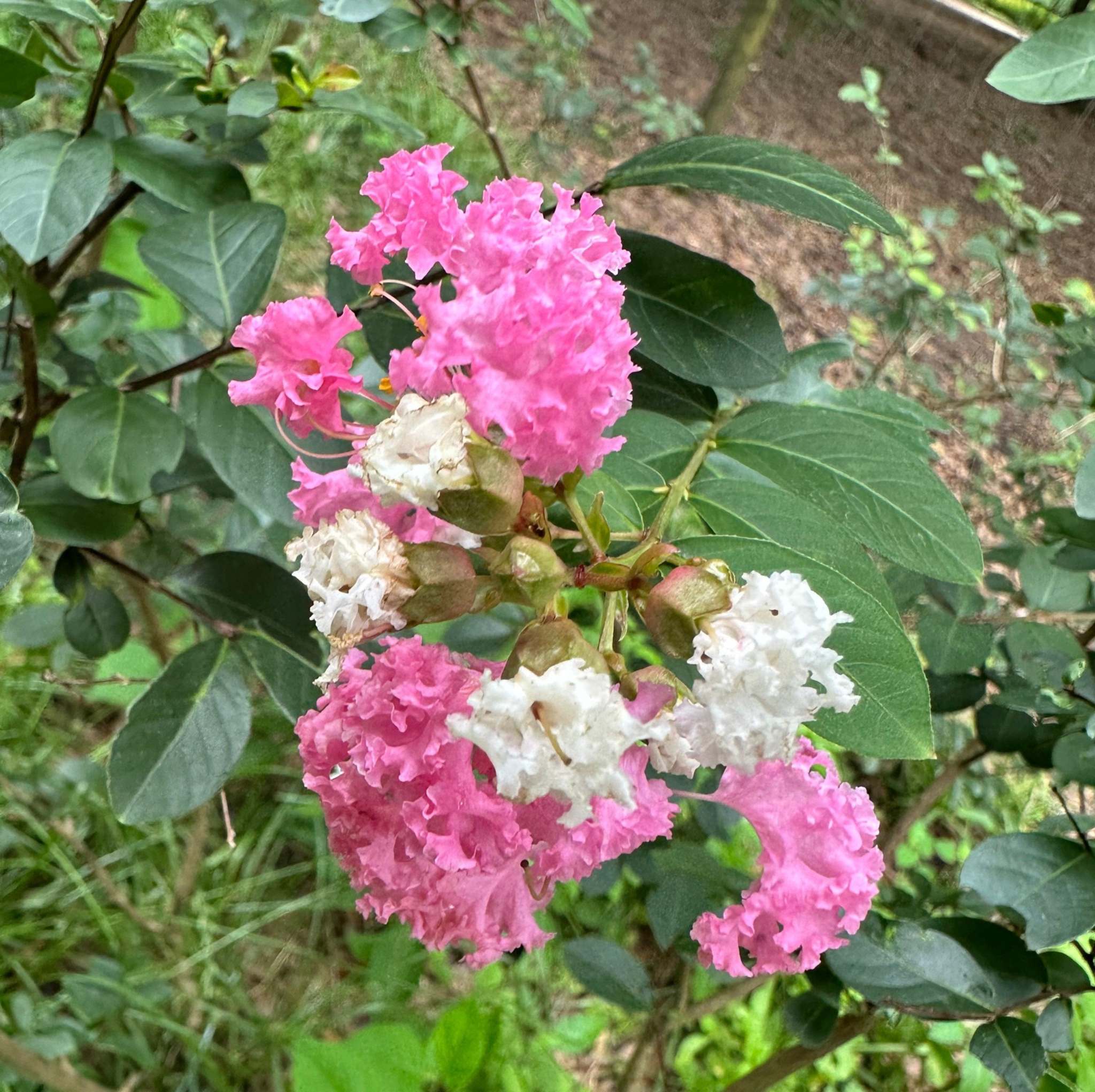 Bi Color Crape Myrtle: Pink and White Blooms for Your Garden or Hegdes ...