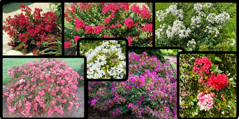 Southern Charm Crape Myrtles, LLC | 🍃Shop Premium Crape Myrtles ...