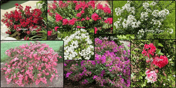 Southern Charm Crape Myrtles, LLC | 🍃Shop Premium Crape Myrtles ...