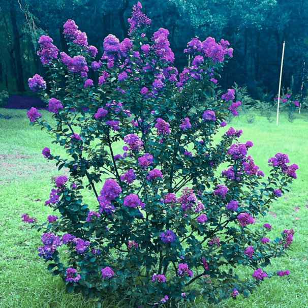 Purple Crape Myrtles: Stunning Varieties of Dark Purple and Lavender| Southern Charm Crape ...