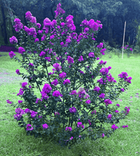 Purple Crape Myrtles: Stunning Varieties of Dark Purple and Lavender ...