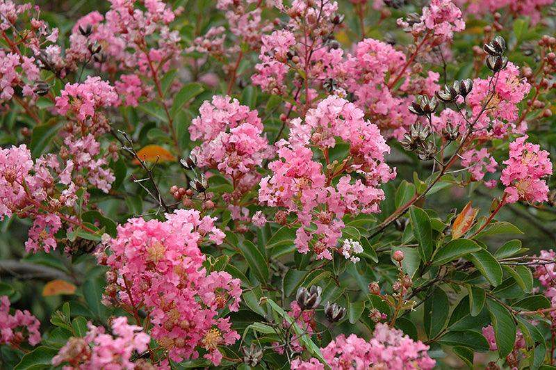 Caddo Crape Myrtle🩷Graceful Weeping Elegance Perfect for Landscapes🌱 ...