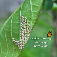 Crape Myrtle Pest and Disease Control Guide-Analysis, Tips & Solutions| Southern Charm Crape ...