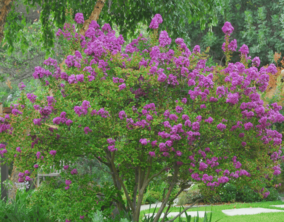 Centennial Crape Myrtle🪻- Unusual Shrub with Rich Dark Purple Flowers ...