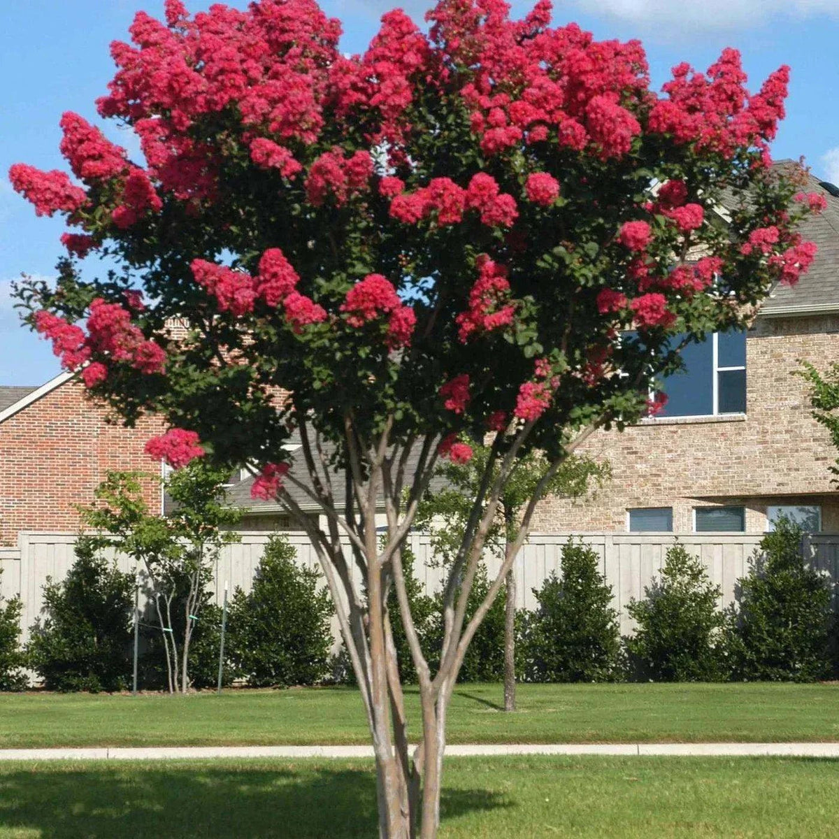 Centennial Spirit Crape Myrtle🌳- Saturated Dark Watermelon Red Blooms ...