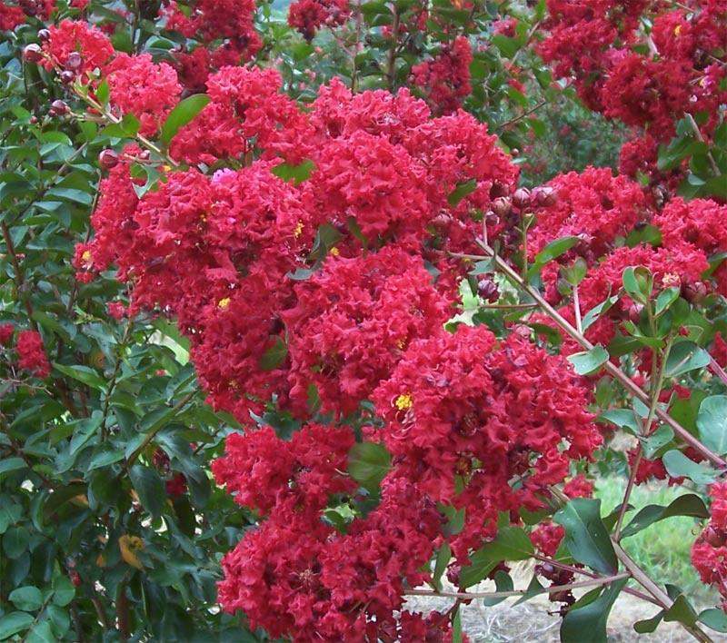 Centennial Spirit Crape Myrtle🌳- Saturated Dark Watermelon Red Blooms ...