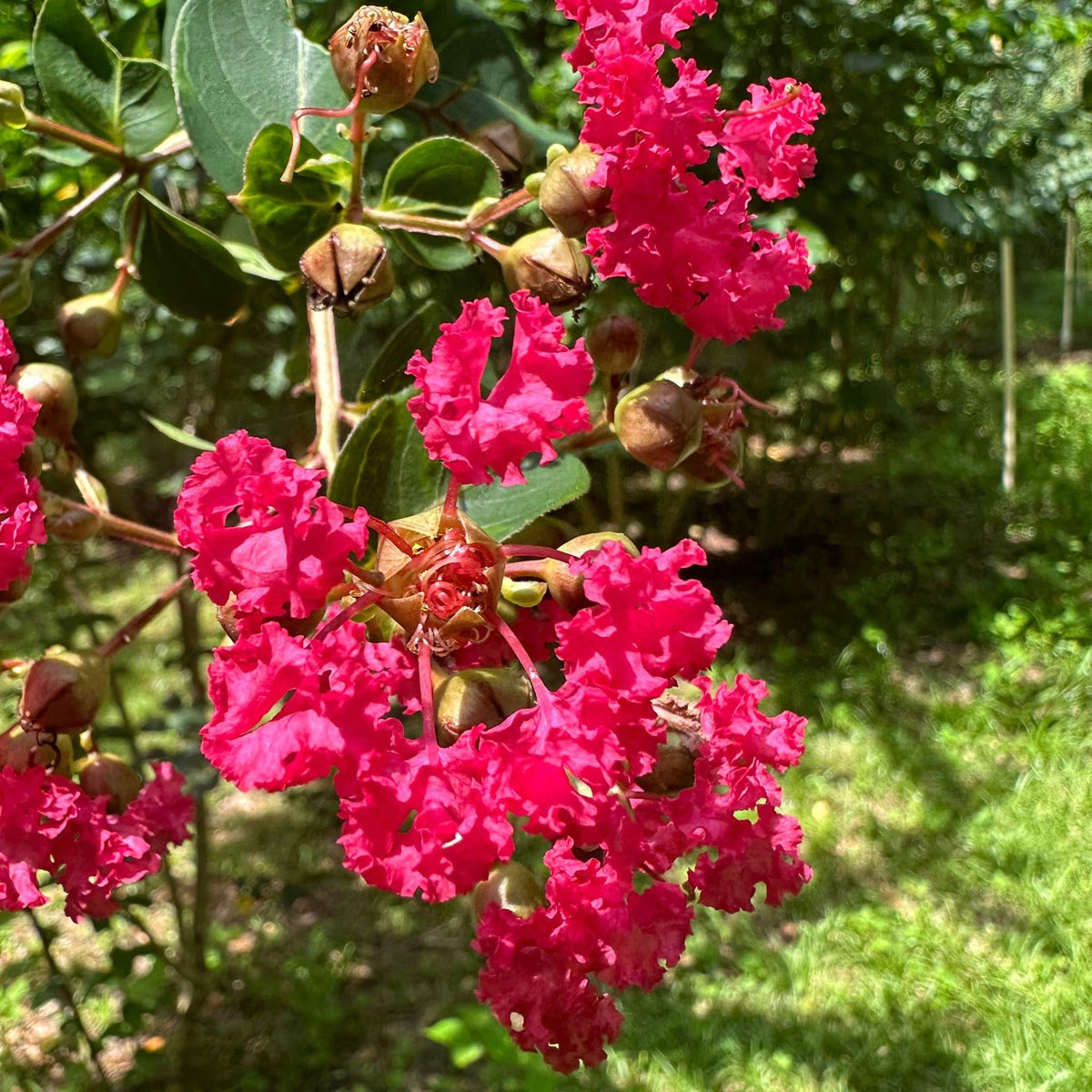 Centennial Spirit Crape Myrtle🌳- Saturated Dark Watermelon Red Blooms ...