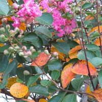 Crape Myrtle Pest and Disease Control Guide-Analysis, Tips & Solutions| Southern Charm Crape ...