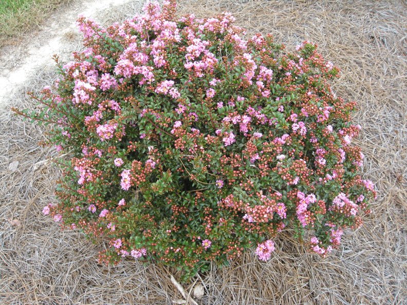 Chickasaw Crape Myrtle: Smallest of the Small-Tiniest Rose Pink Blooms ...