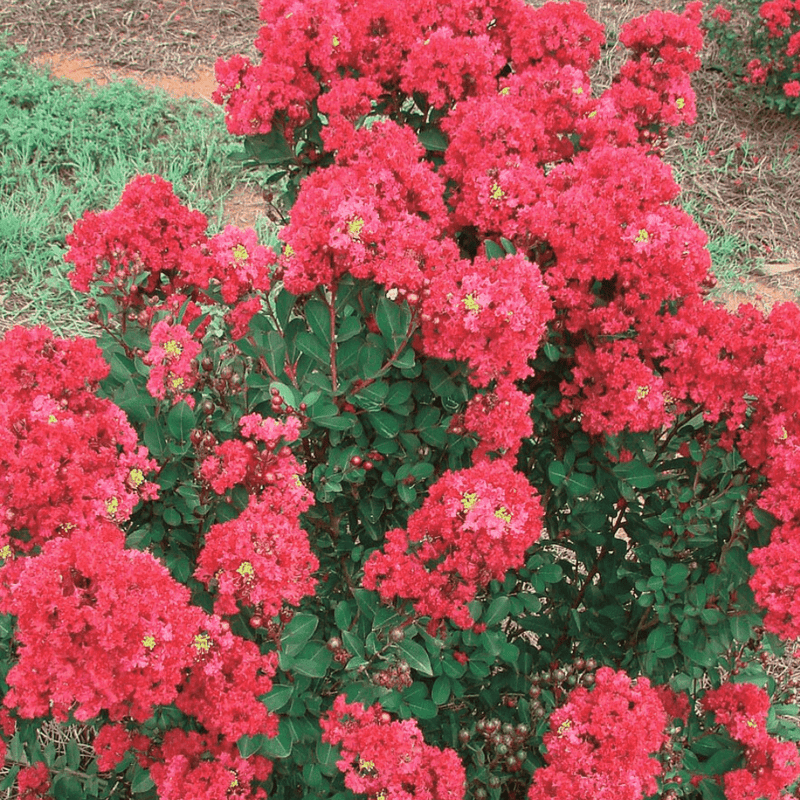 Red Crape Myrtles - All Shades, from Cherry Red to Blood Red Flowers ...