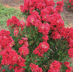 Miniature Crape Myrtles: Compact Beauty for Your Garden and Landscape ...