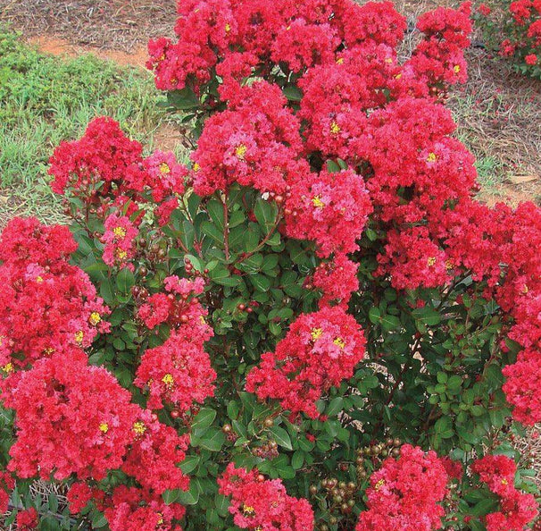 Miniature Crape Myrtles: Compact Beauty for Your Garden and Landscape ...