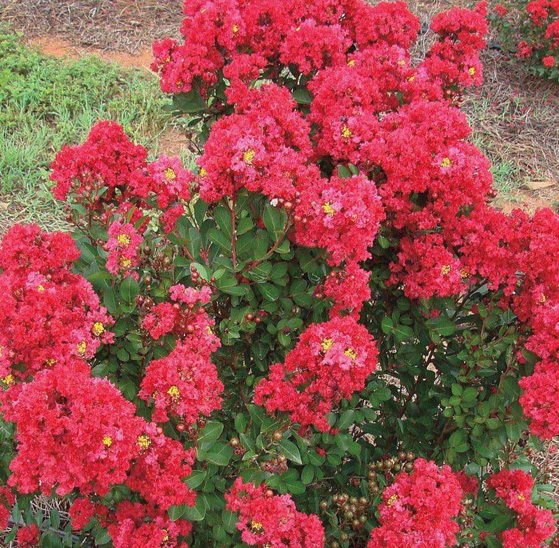 Miniature Crape Myrtles: Compact Beauty for Your Garden and Landscape ...
