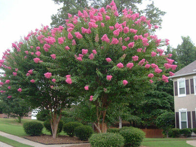 Standard Crape Myrtles- Maturing 20-30ft Tall Fast-Growing Shade Trees| Southern Charm Crape ...