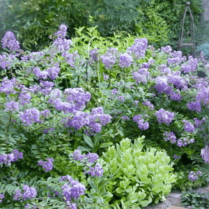 Purple Crape Myrtles: Stunning Varieties of Dark Purple and Lavender ...