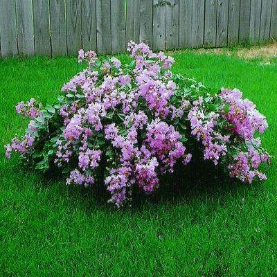 Cordon Bleu Crape Myrtle: Mini Lavender-Blue Flowers, Compact Elegance ...