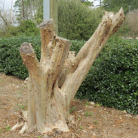Crape Myrtle Pruning: Master Techniques for Vibrant Blooms and Growth ...
