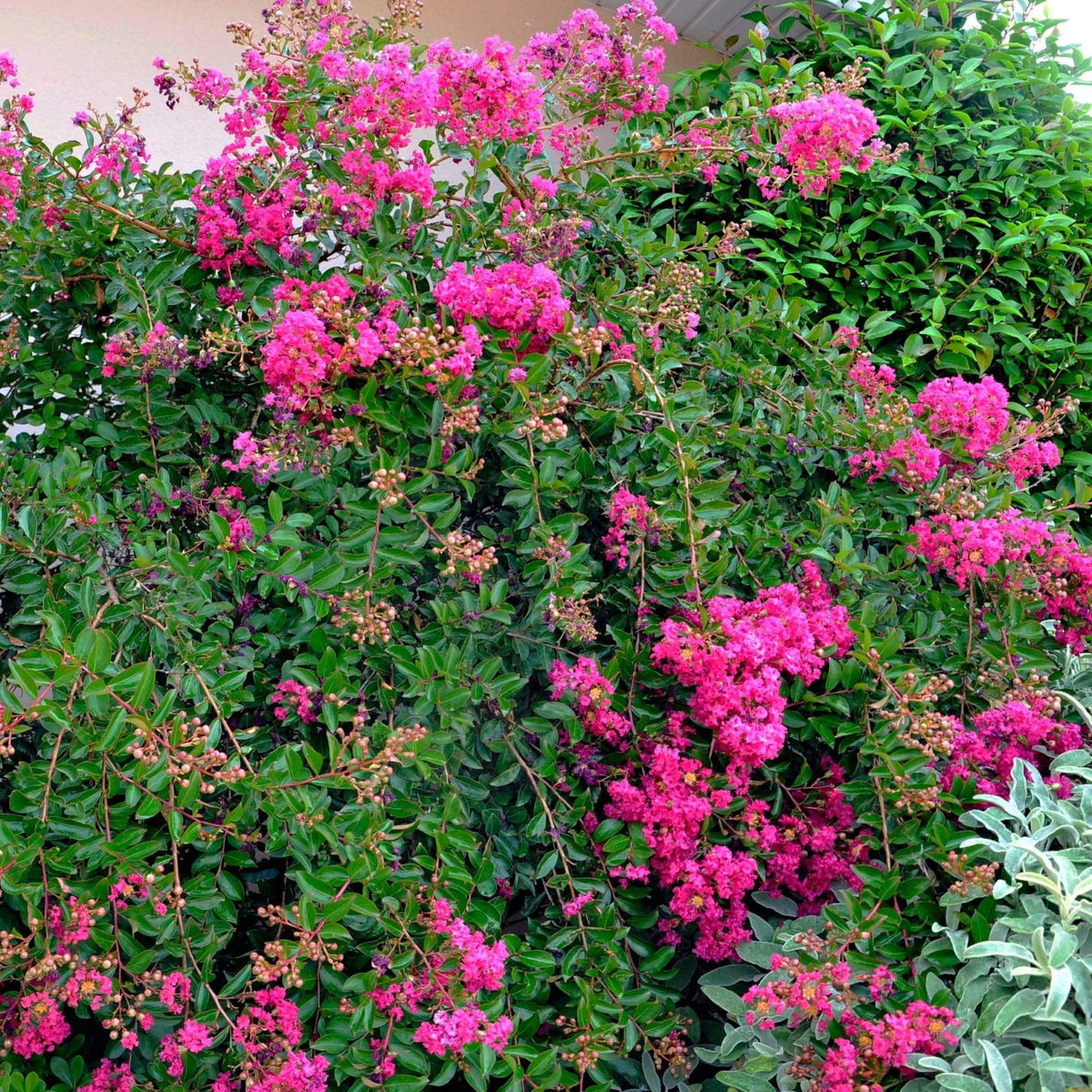 Creole Crape Myrtle Miniature: Unique Weeping and Cascading Red Blooms ...