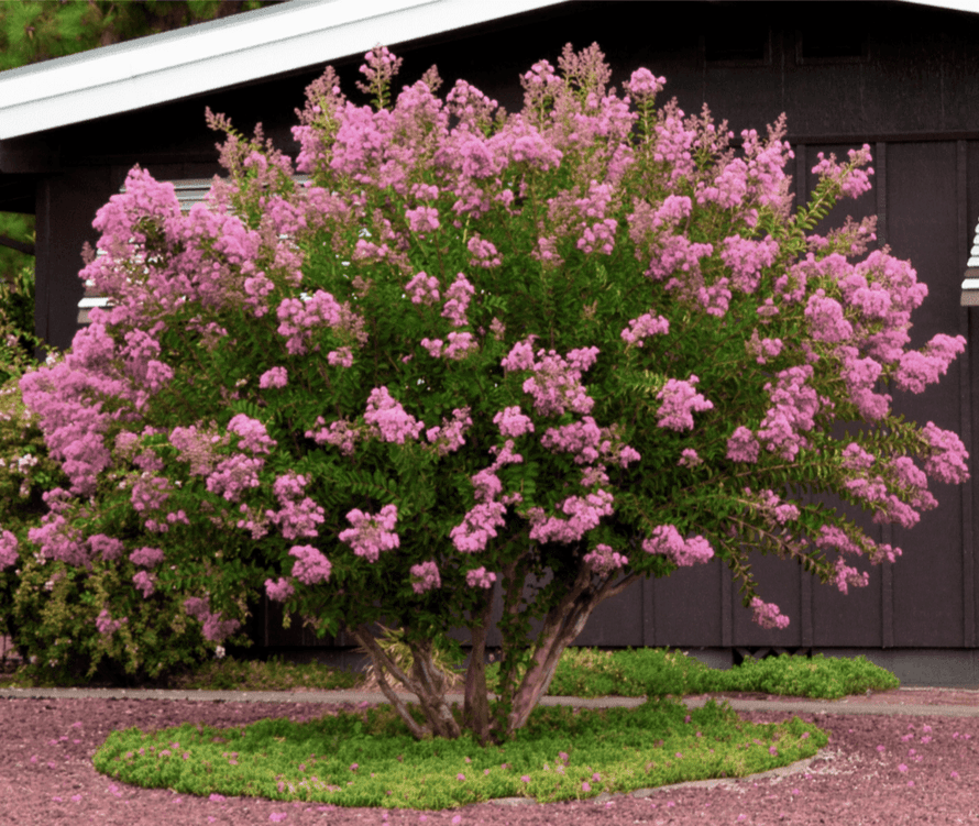 Dwarf Crape Myrtles, Maturing 6-10ft Tall - Perfect for Privacy Hedges| Southern Charm Crape ...