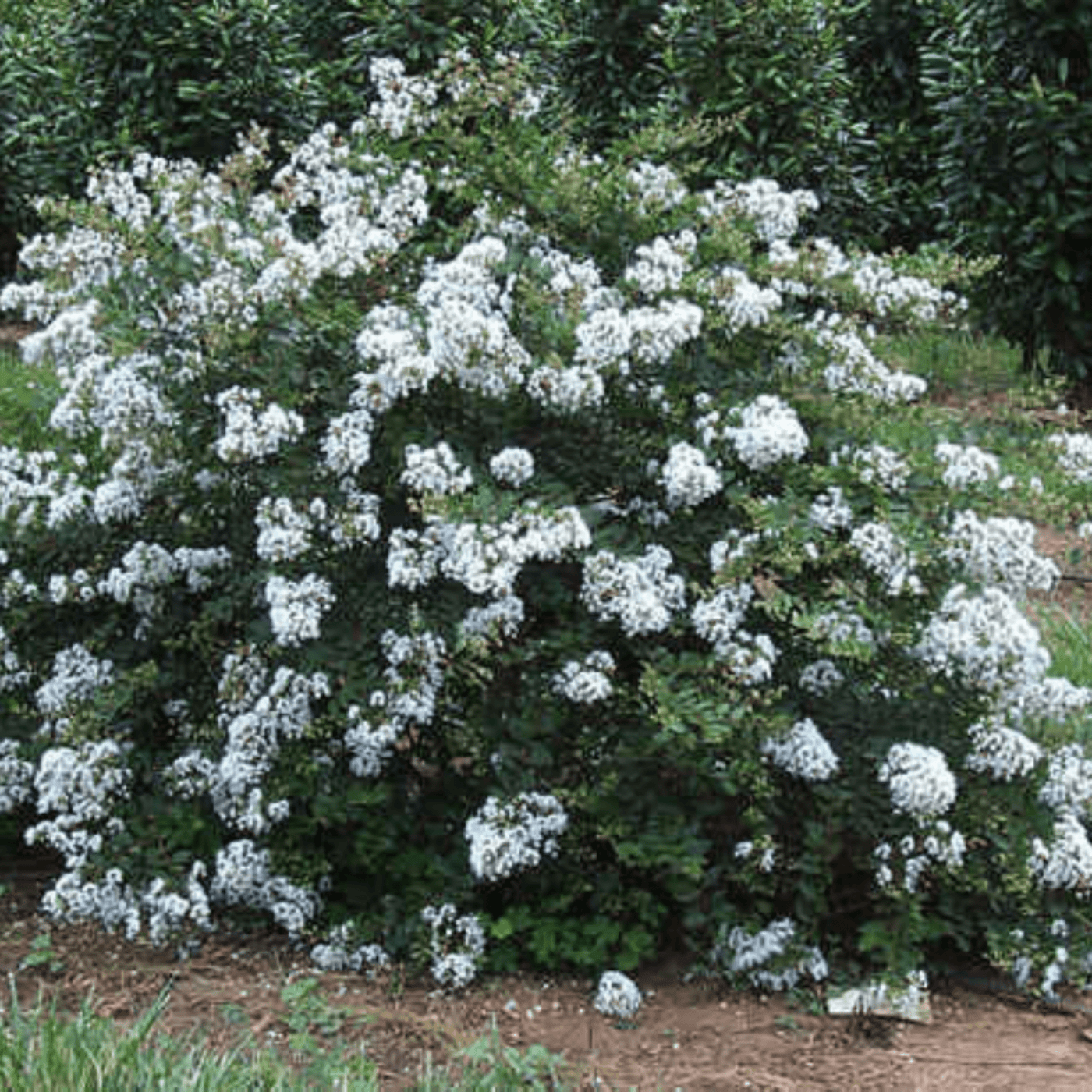 Dwarf Crape Myrtles, Maturing 6-10ft Tall - Perfect for Privacy Hedges ...