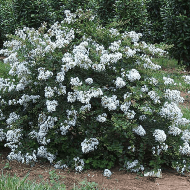 White Crape Myrtles-Crisp White Blooms on Fast-Growing Showy Plants ...