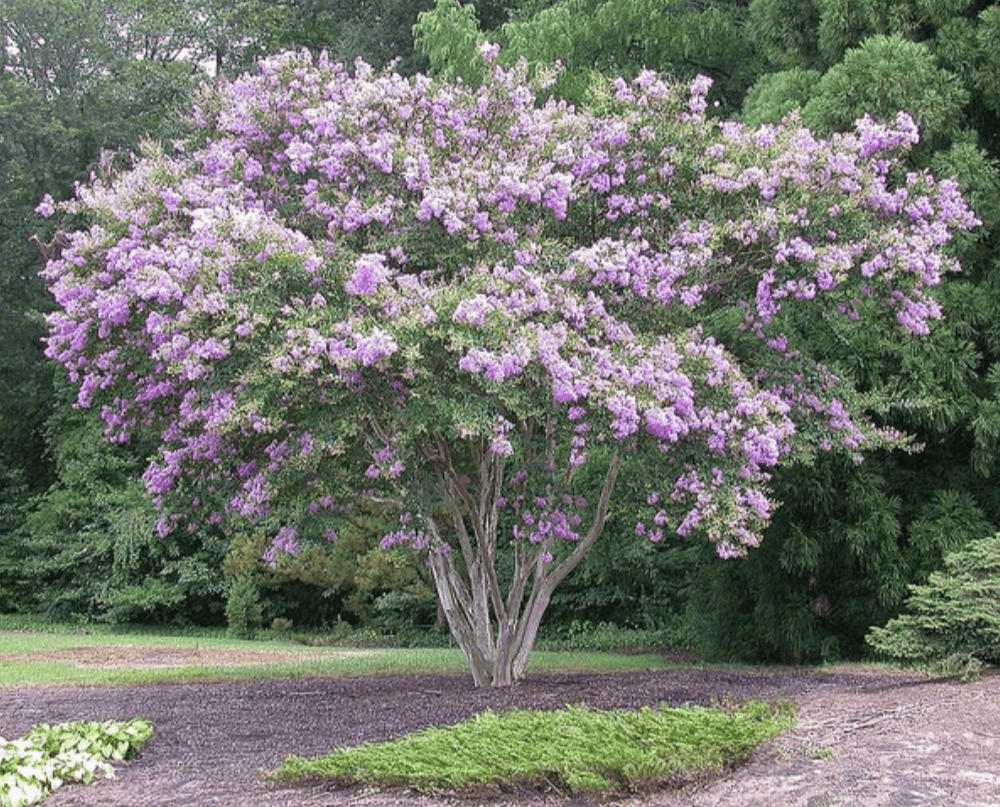 Lipan Crape Myrtle🪻 Medium Tree, Lavender Flowers on Weeping Branches ...