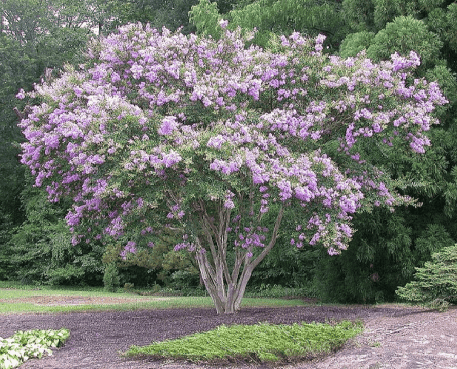 Medium Crape Myrtles, Flowering Trees 12-20ft Tall, Line Your Driveway ...