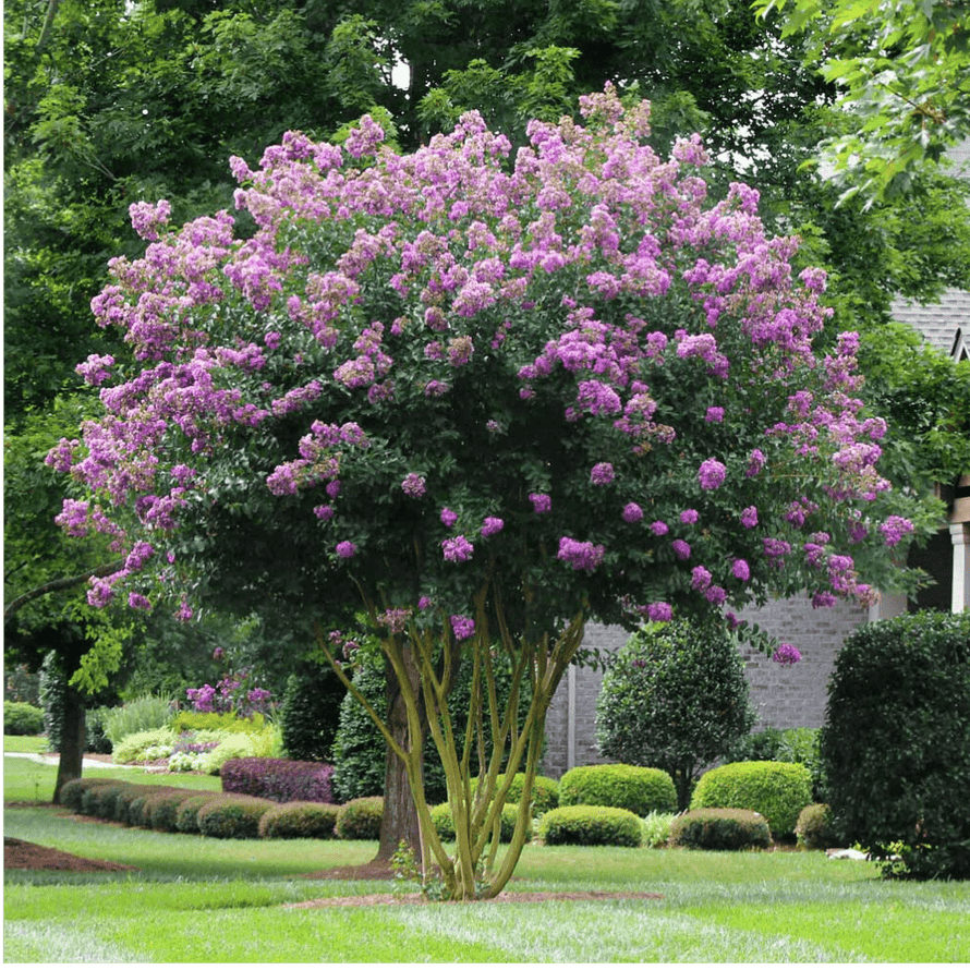 Dwarf Crape Myrtles, Maturing 6-10ft Tall - Perfect for Privacy Hedges ...