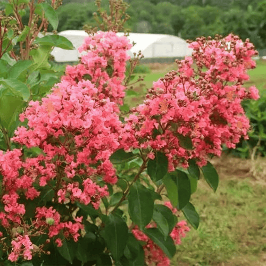 Miami Crape Myrtle: Tropical Coral Pink Beauty in a Hardy Shade Tree🌱 ...