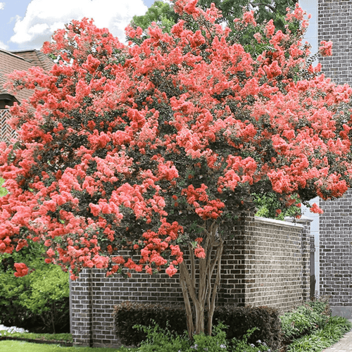 Miami Crape Myrtle: Tropical Coral Pink Beauty in a Hardy Shade Tree🌱 ...