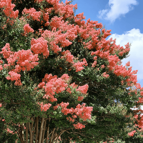 Miami Crape Myrtle: Tropical Coral Pink Beauty in a Hardy Shade Tree🌱 ...
