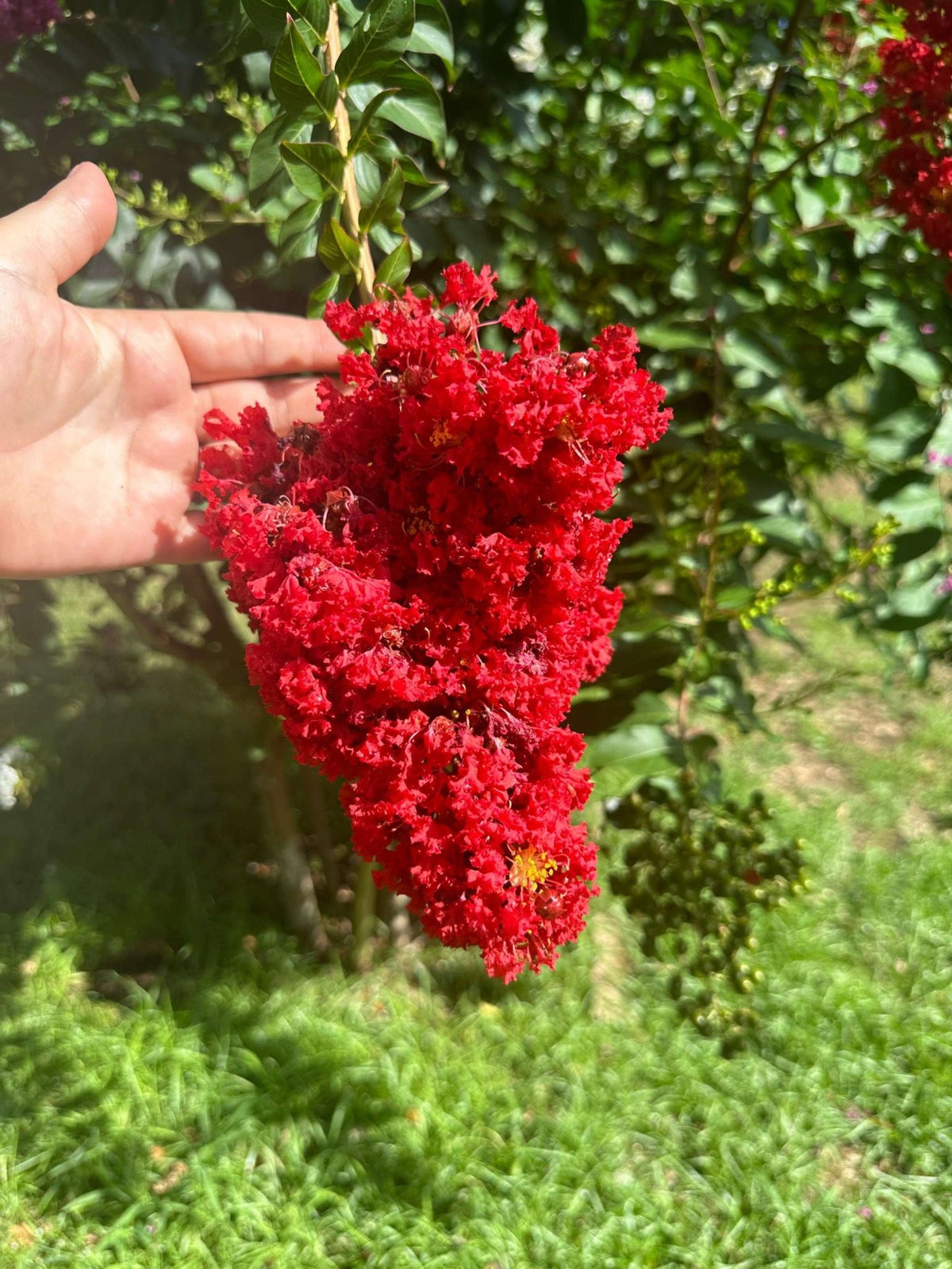 Miss Francis Crape Myrtle: Fast-Growing Elegance | Bright Red Blooms ️ ...