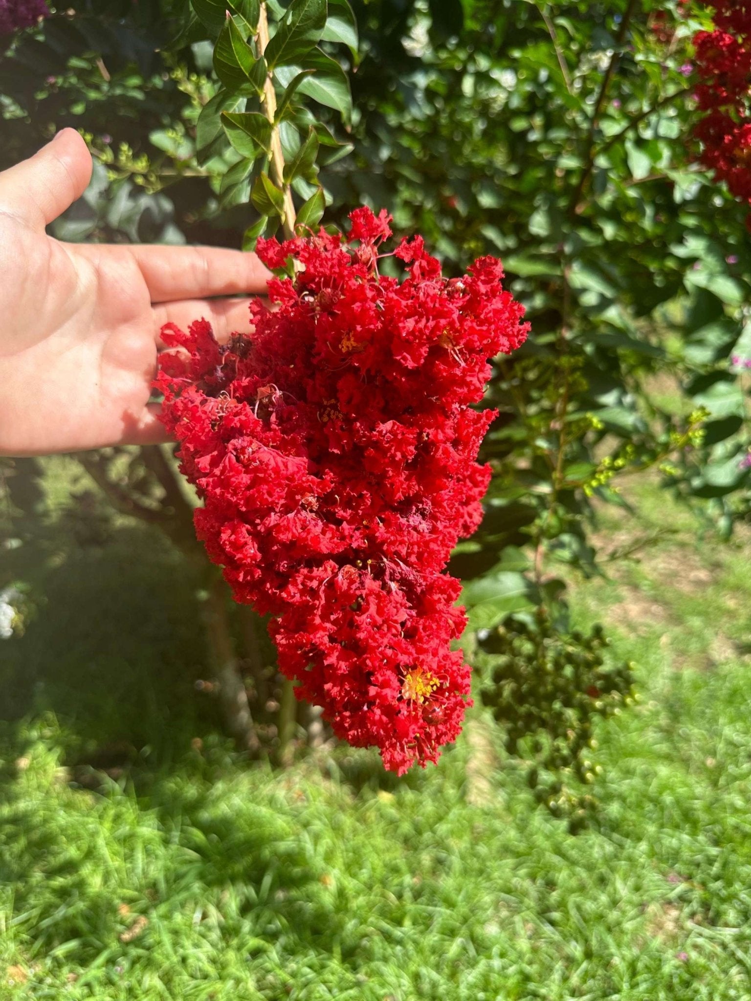 Miss Francis Crape Myrtle: Fast-Growing Elegance | Bright Red Blooms ️ ...