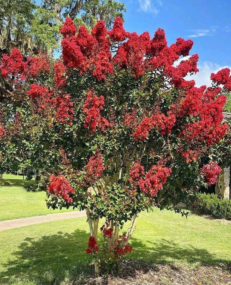 Miss Francis Crape Myrtle: Fast-Growing Elegance | Bright Red Blooms ️ ...