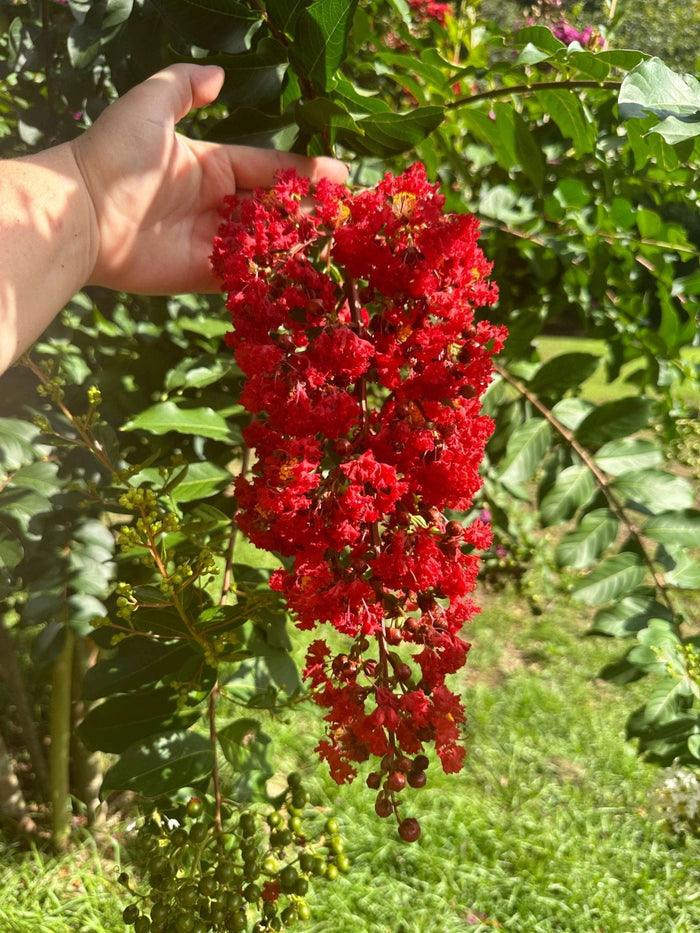 Miss Francis Crape Myrtle: Fast-Growing Elegance | Bright Red Blooms ️ ...