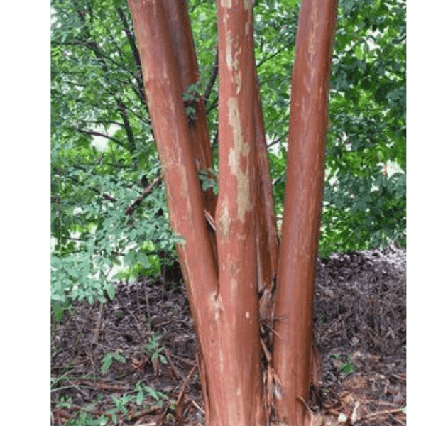Miss Gail Crape Myrtle💜: Striking Purple Elegance on an Upright Tree ...