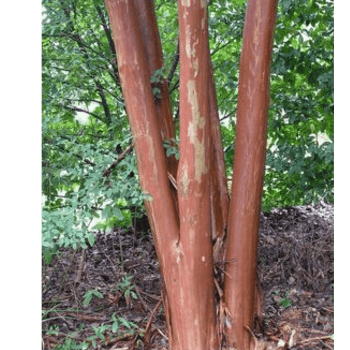 Miss Gail Crape Myrtle💜: Striking Purple Elegance on an Upright Tree ...